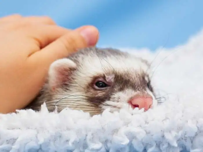 Estos son los cuidados de un hurón que debes conocer